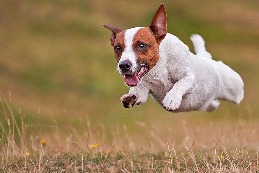 5 livres pour éduquer son Jack Russell sur de bonnes bases