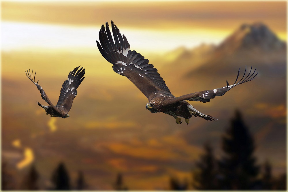 13 beaux livres sur les rapaces pour tout savoir de ces prédateurs des ...