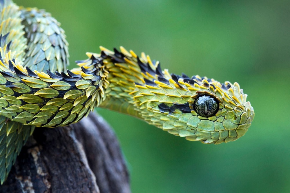 10 beaux livres sur les serpents pour tout savoir de ces étonnants reptiles