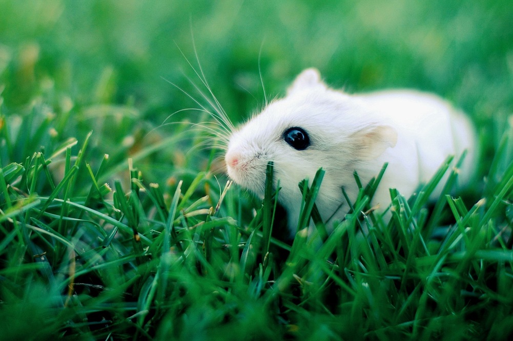 5 super livres pour prendre soin de son hamster correctement