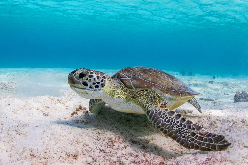 8 livres pour tout savoir sur les tortues