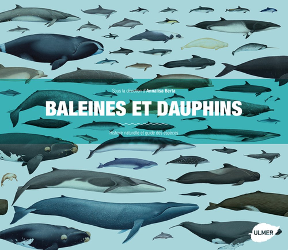 9 livres passionnants sur les baleines et les cétacés pour petits et grands