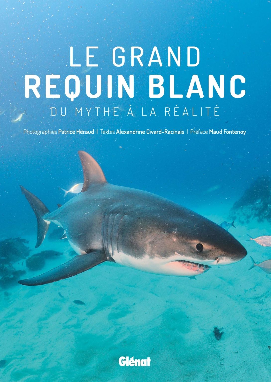 10 beaux livres sur les requins pour petits et grands