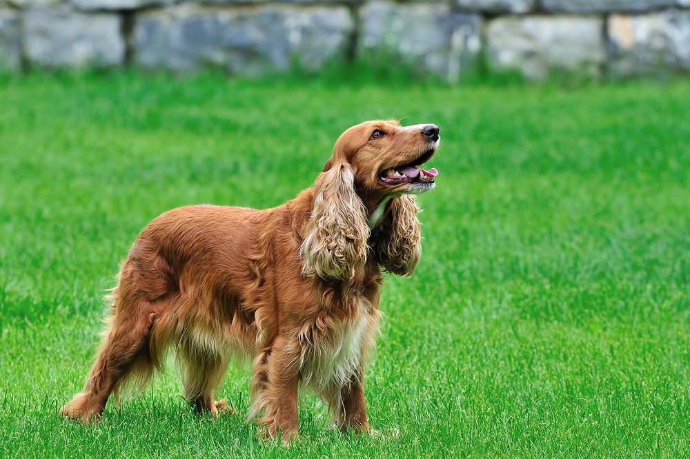 3 livres pour éduquer son Cocker Spaniel sur de bonnes bases