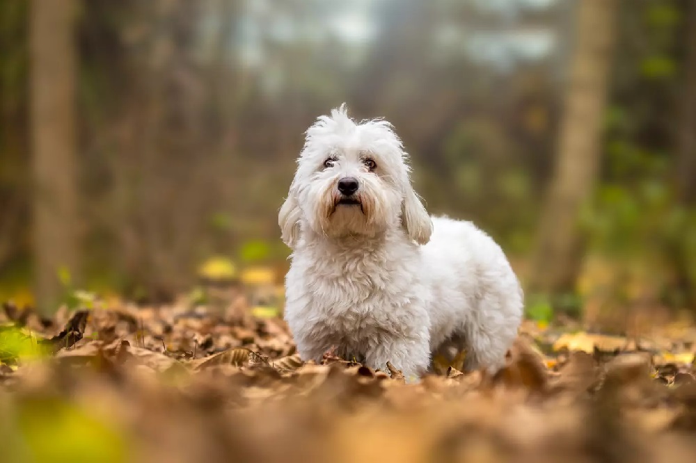 3 livres pour éduquer son Coton de Tuléar sur de bonnes bases