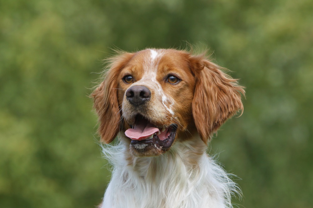 3 livres pour éduquer son Épagneul breton sur de bonnes bases