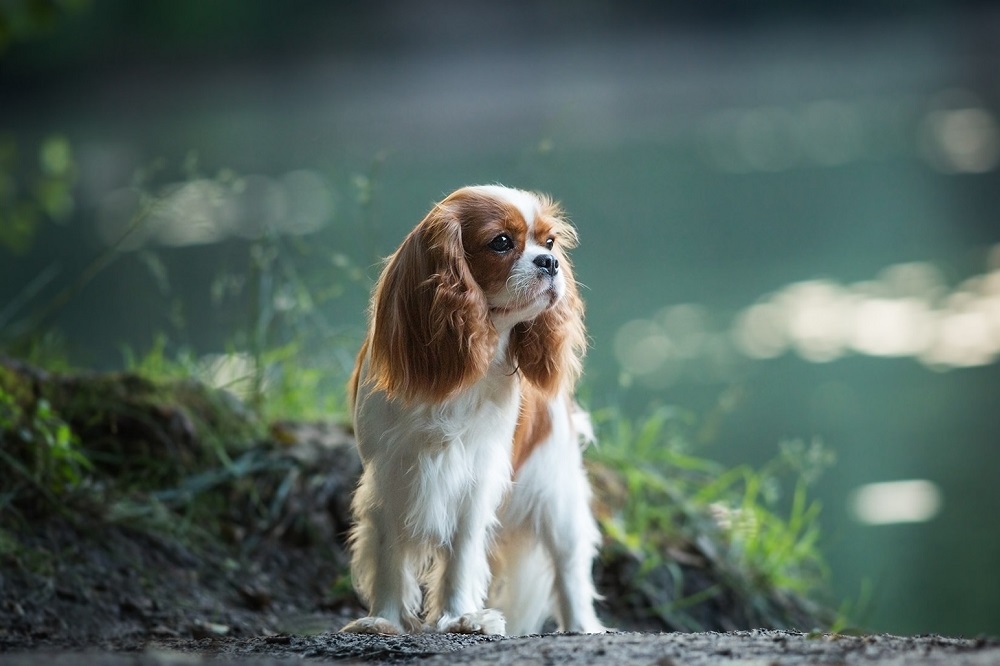 5 livres pour éduquer son Cavalier King Charles sur de bonnes bases