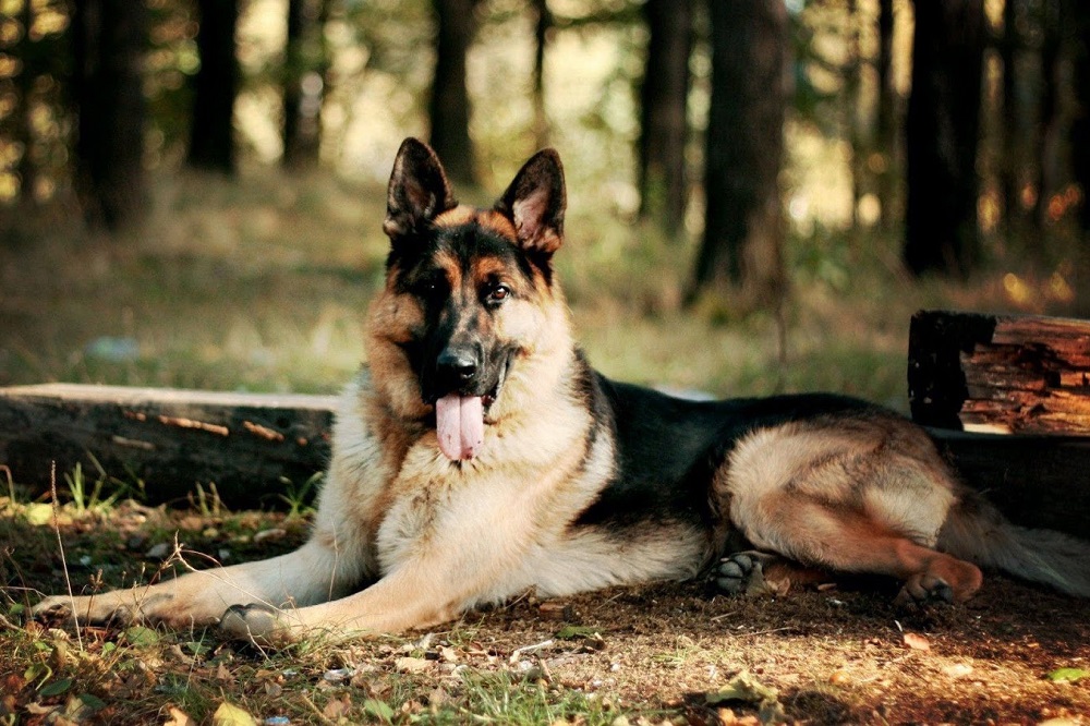 6 livres pour éduquer son Berger allemand sur de bonnes bases