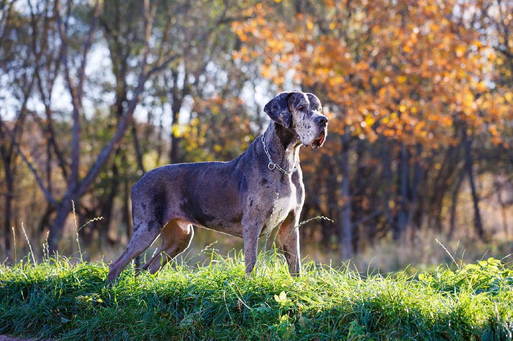 6 livres pour éduquer son Dogue allemand sur de bonnes bases
