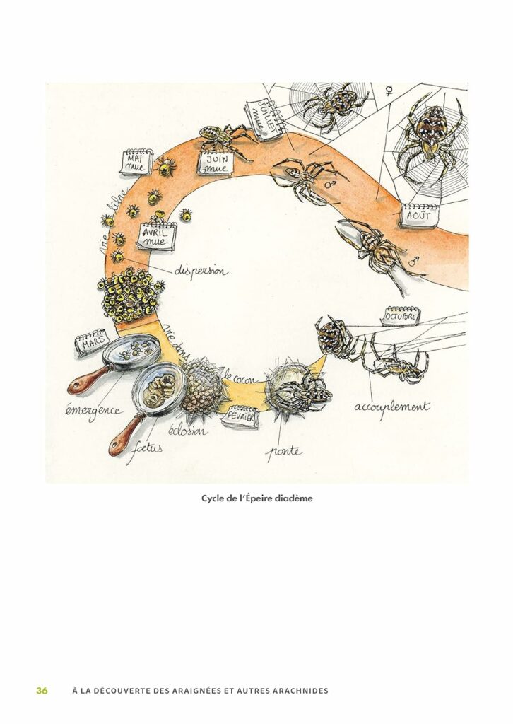 6 guides de référence pour identifier les araignées et autres arachnides