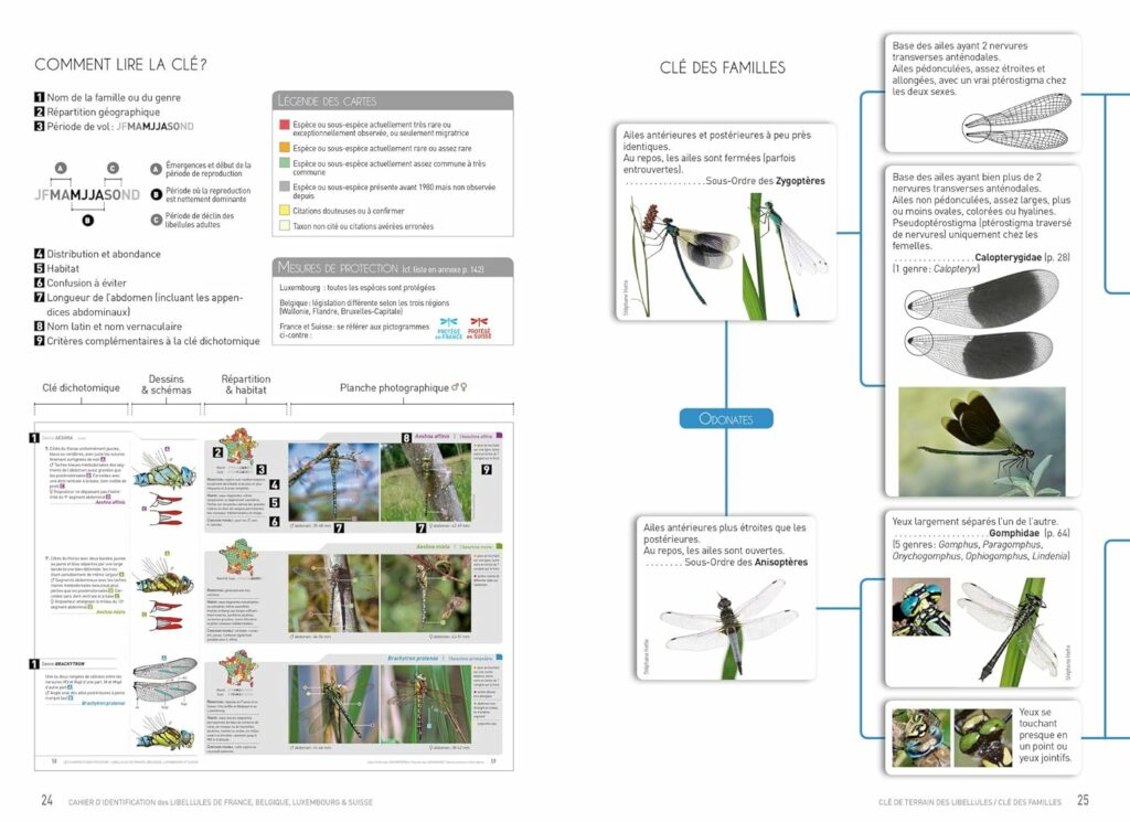 5 guides de référence pour identifier les libellules facilement sur le ...