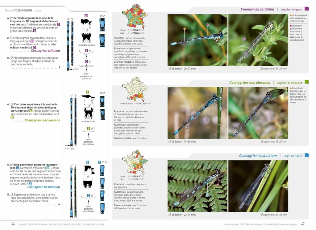 5 guides de référence pour identifier les libellules facilement sur le ...