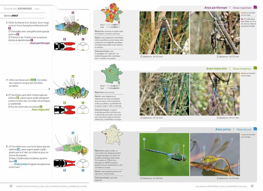 5 guides de référence pour identifier les libellules facilement sur le ...
