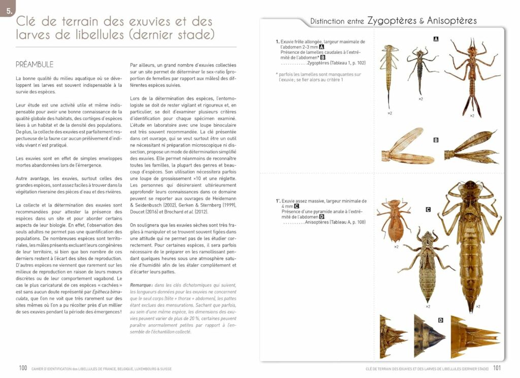 5 guides de référence pour identifier les libellules facilement sur le ...