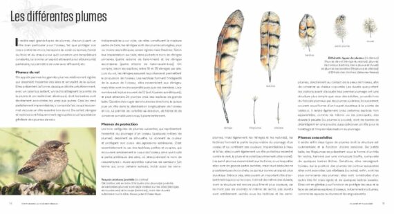 5 guides de référence pour identifier les plumes d'oiseaux facilement