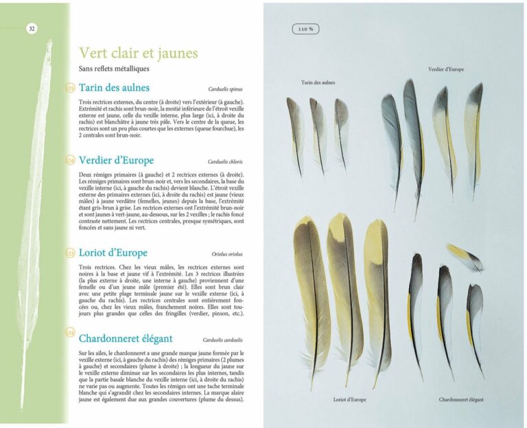 5 guides de référence pour identifier les plumes d'oiseaux facilement