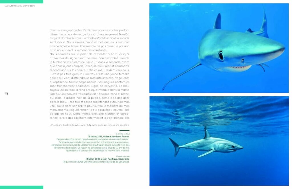 10 beaux livres sur les requins pour petits et grands