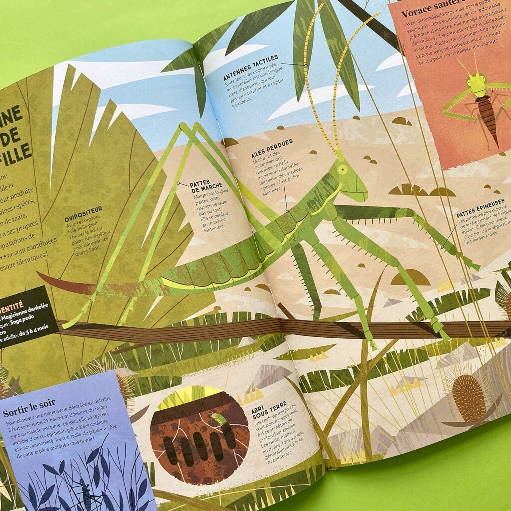 8 super livres sur les insectes pour la jeunesse