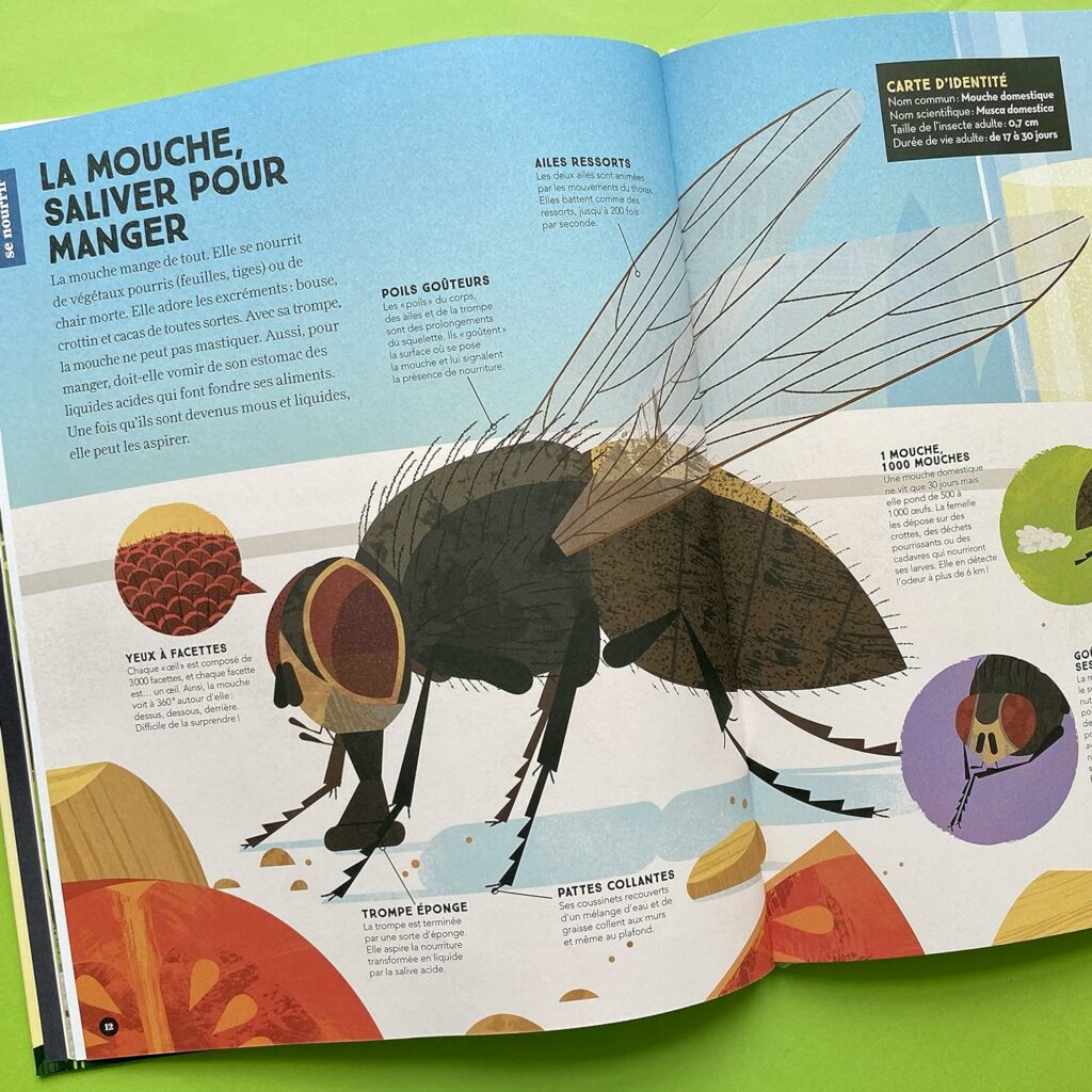 8 super livres sur les insectes pour la jeunesse