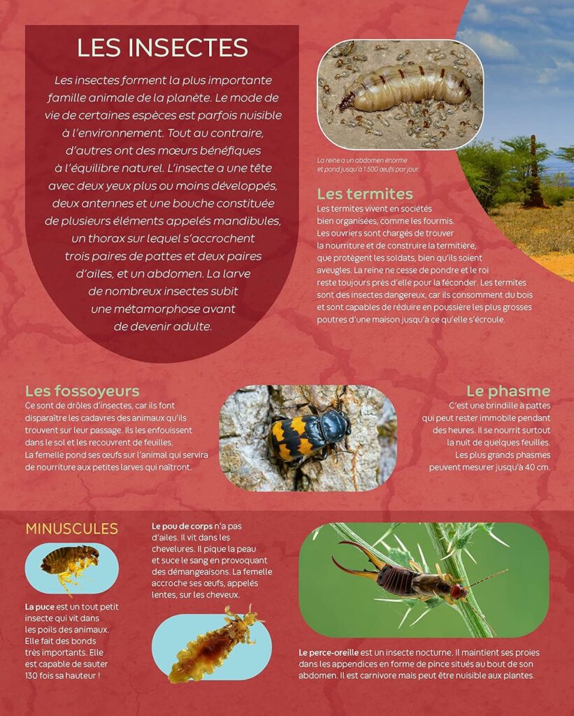 8 super livres sur les insectes pour la jeunesse