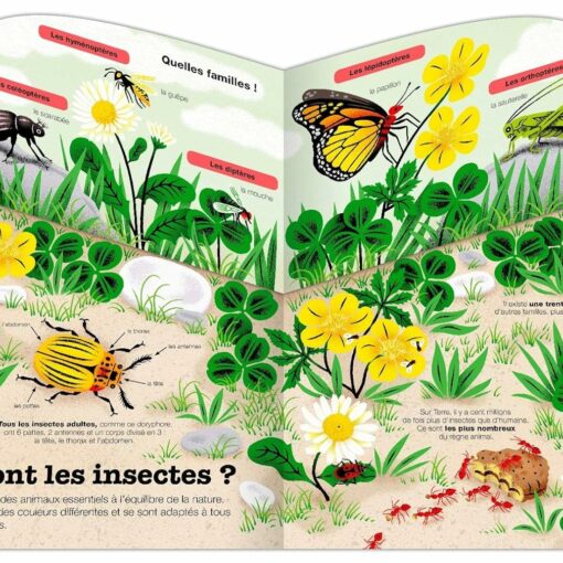 8 super livres sur les insectes pour la jeunesse