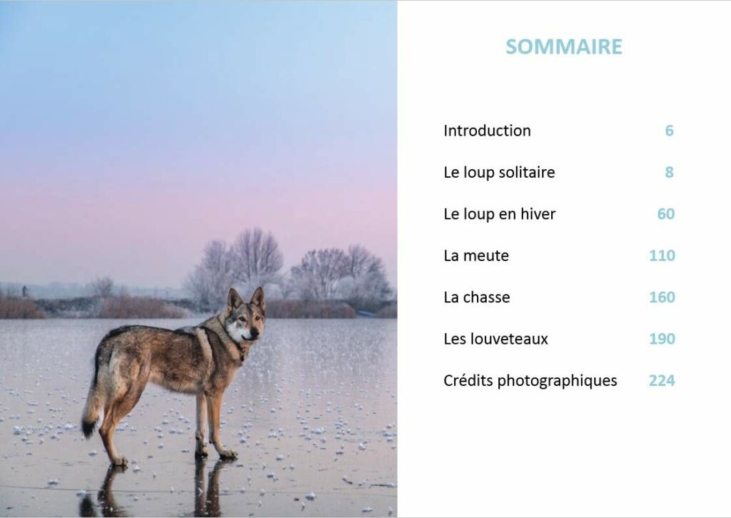 9 beaux livres sur les loups et leur monde si mystérieux