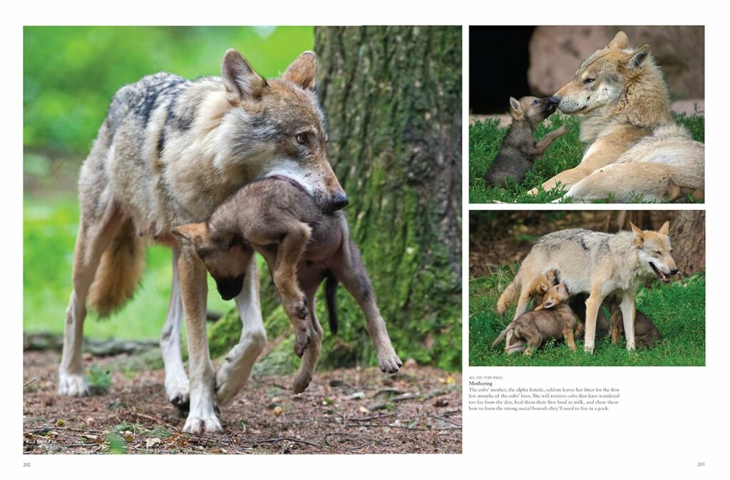 9 beaux livres sur les loups et leur monde si mystérieux