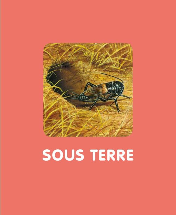 8 super livres sur les insectes pour la jeunesse