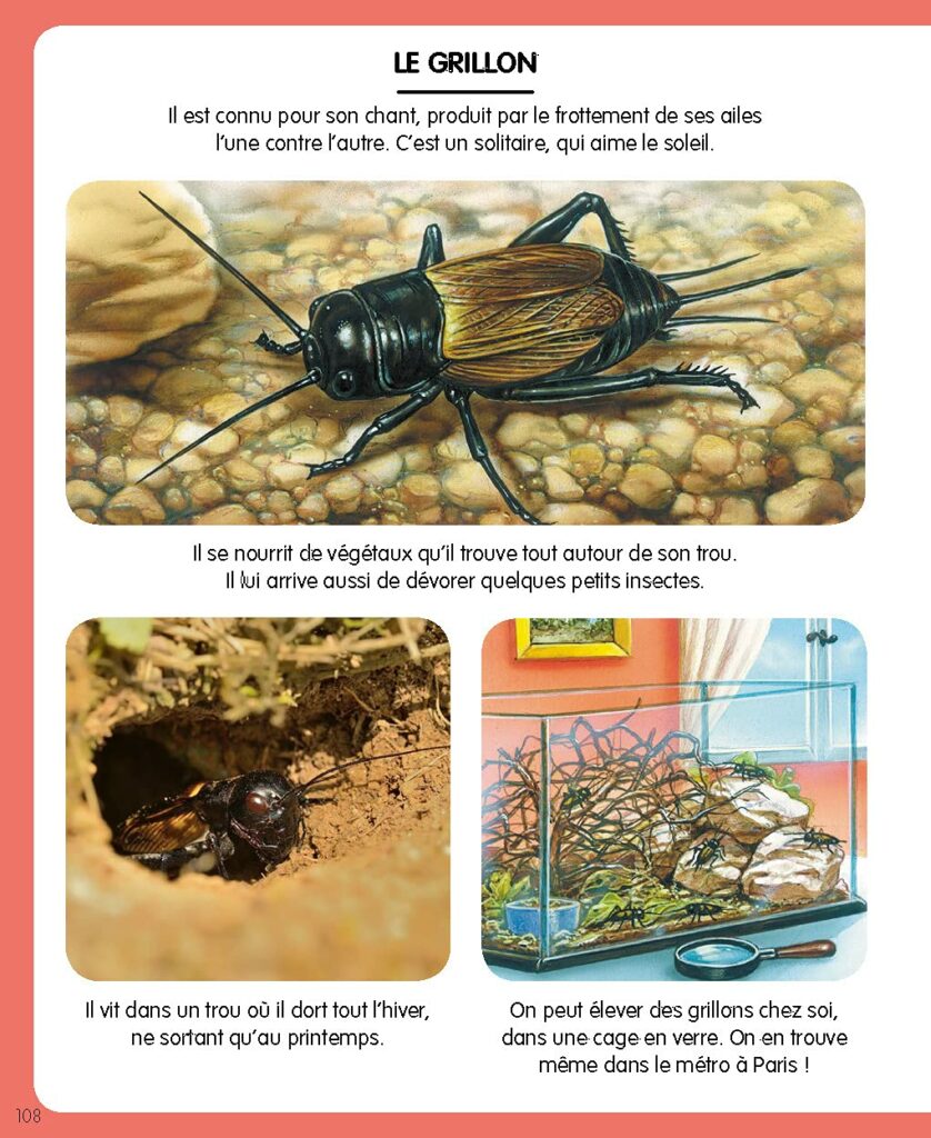 8 super livres sur les insectes pour la jeunesse
