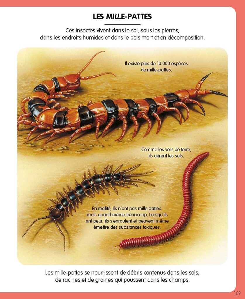 8 super livres sur les insectes pour la jeunesse
