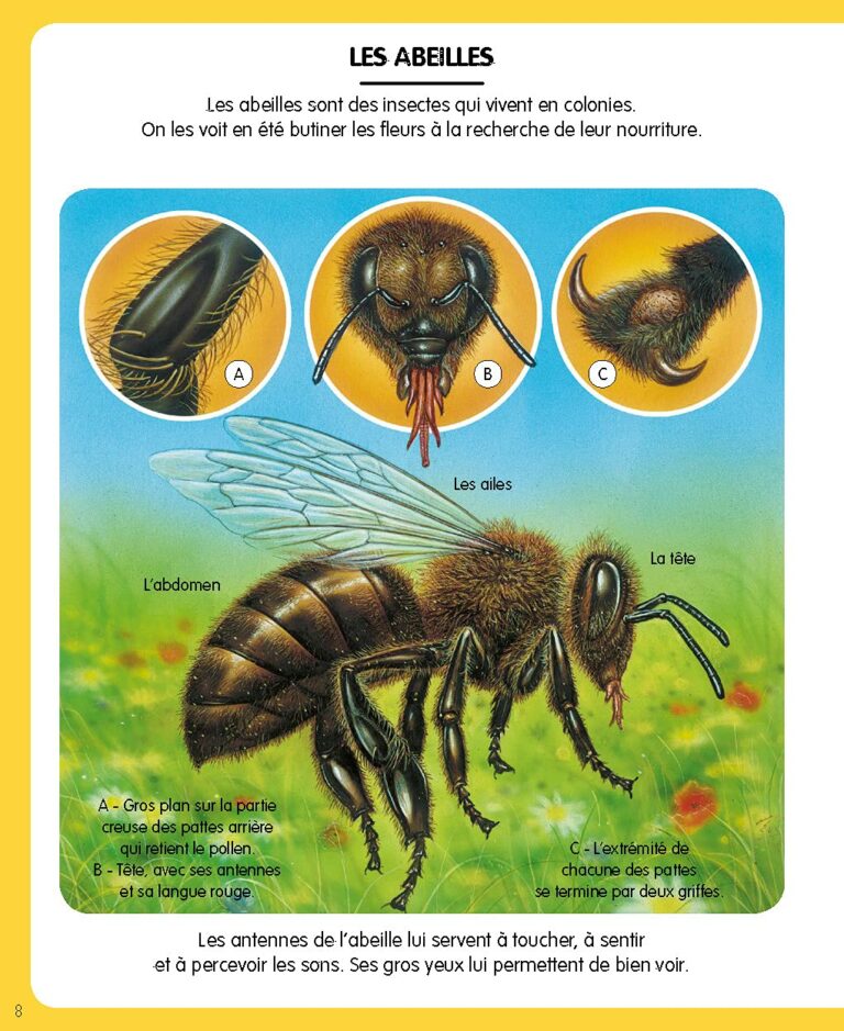 8 super livres sur les insectes pour la jeunesse