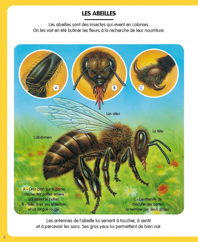 8 super livres sur les insectes pour la jeunesse