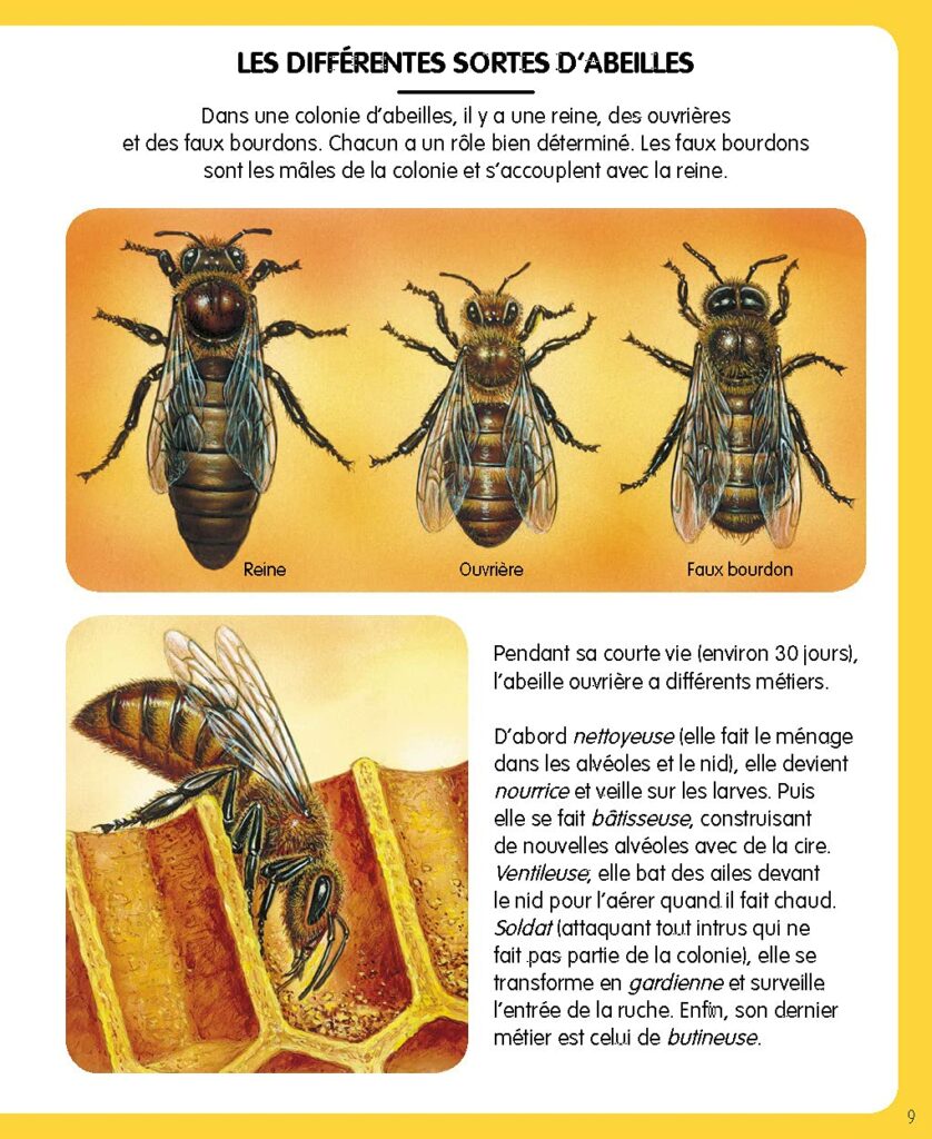 8 super livres sur les insectes pour la jeunesse