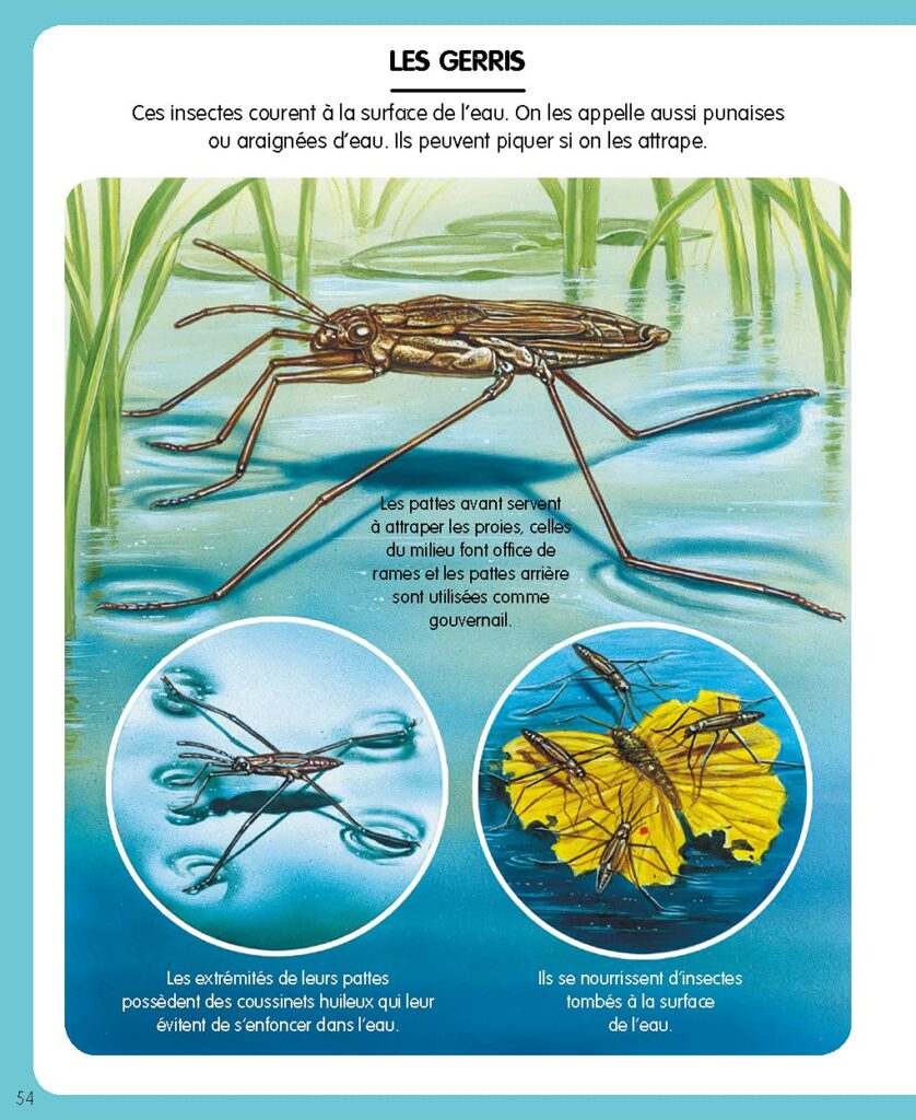 8 super livres sur les insectes pour la jeunesse