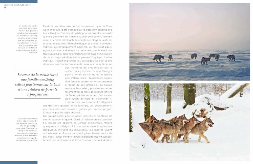 9 beaux livres sur les loups et leur monde si mystérieux