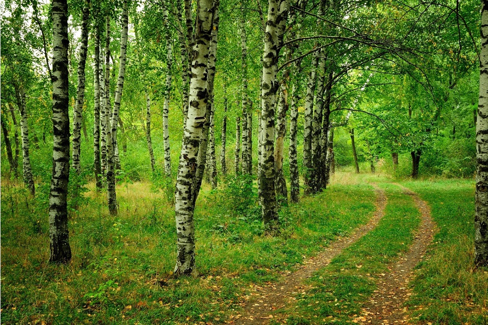 7 guides de référence pour identifier les arbres facilement