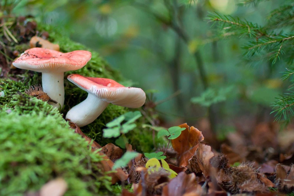 Reconnaissance Des Champignons: Comment Reconnaitre Un Champignon ...