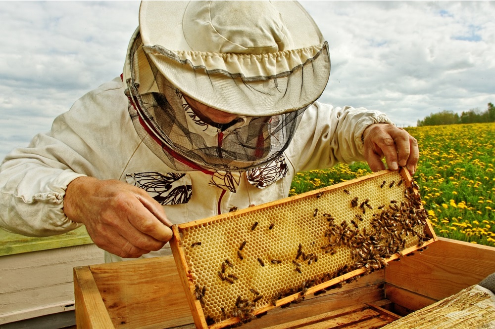 9 livres de référence pour débuter l'apiculture sur de bonnes bases