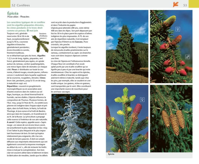 7 guides de référence pour identifier les arbres facilement