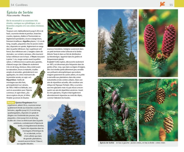 7 guides de référence pour identifier les arbres facilement