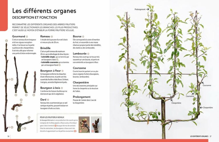 5 livres de référence pour tailler ses arbres fruitiers dans les règles ...
