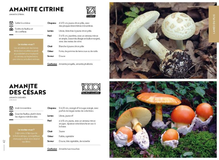 8 guides de référence pour identifier les champignons facilement