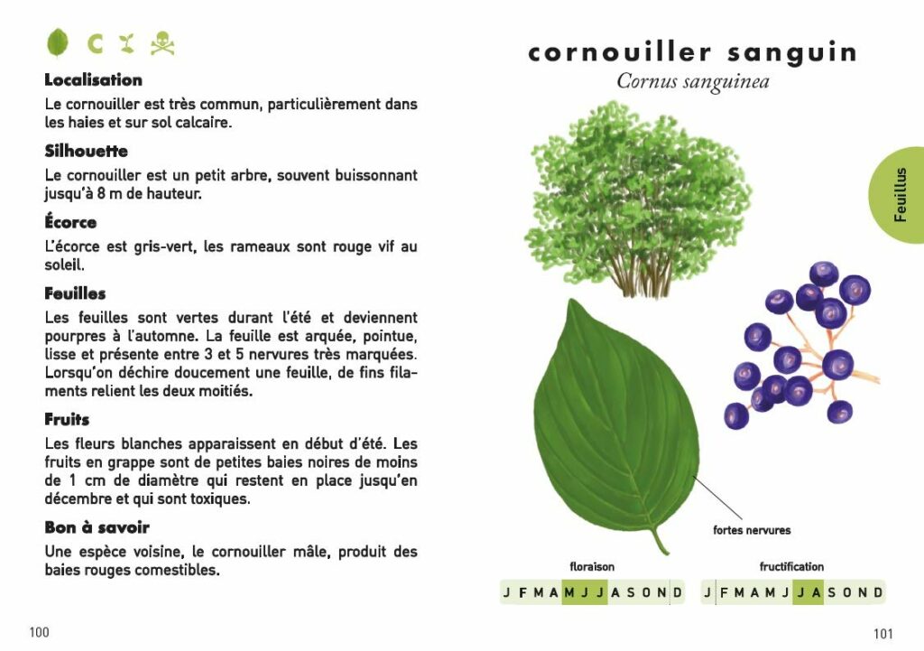 7 guides de référence pour identifier les arbres facilement