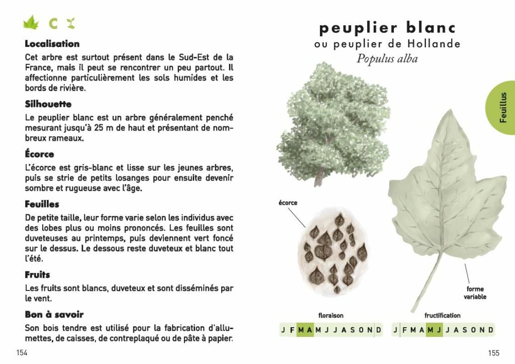 7 guides de référence pour identifier les arbres facilement