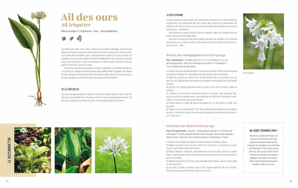 5 super guides pour identifier les plantes sauvages comestibles