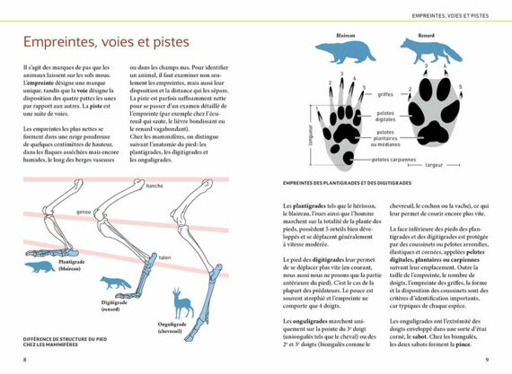 9 guides de référence pour identifier les traces d'animaux facilement