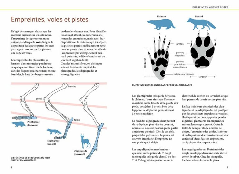 9 guides de référence pour identifier les traces d'animaux facilement