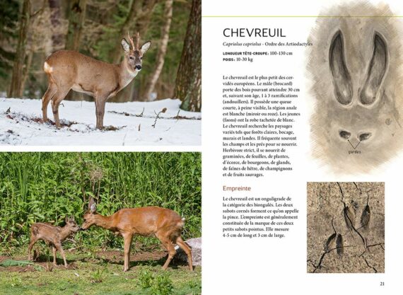 9 guides de référence pour identifier les traces d'animaux facilement