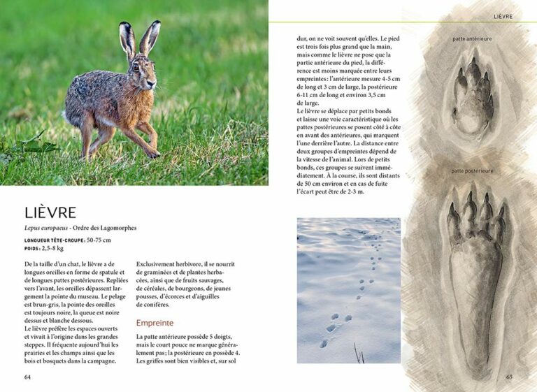 9 guides de référence pour identifier les traces d'animaux facilement