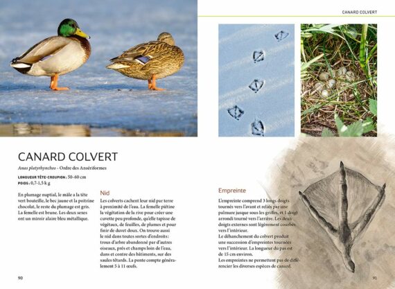 9 guides de référence pour identifier les traces d'animaux facilement